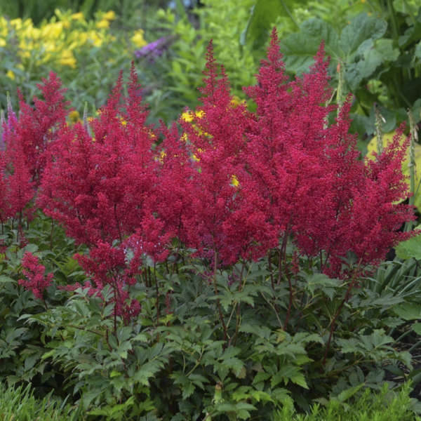 Astilbe 'Red Sentinel'