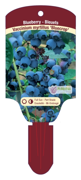 Blueberry 'Blue Crop' New 2025
