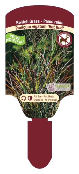 Grass Panicum 'Hot Rod' New 2025