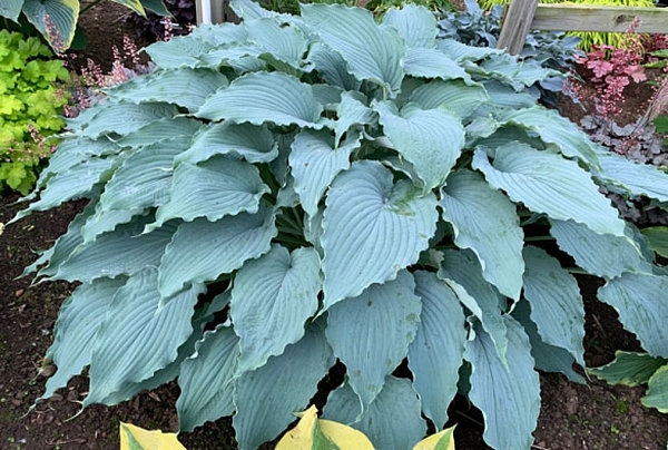 Wind Beneath My Wings, Hosta