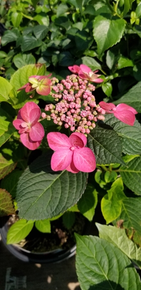 Hydrangea 'Tuff Stuff Red'