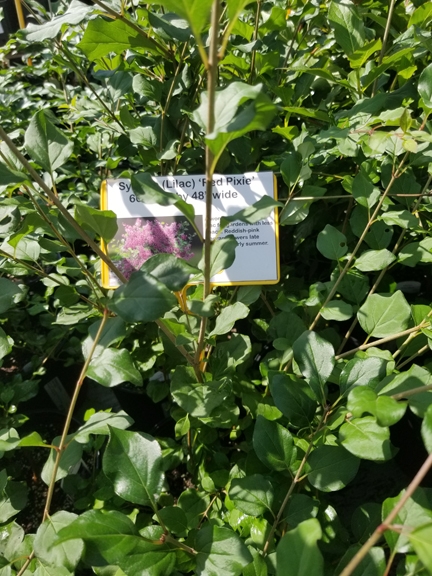 Lilac (Syringa) 'Red Pixie'