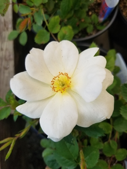 Rosa (Shrub) 'Peach Lemonade'