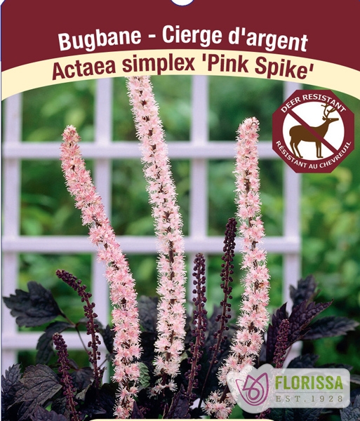 Actaea 'Pink Spike'