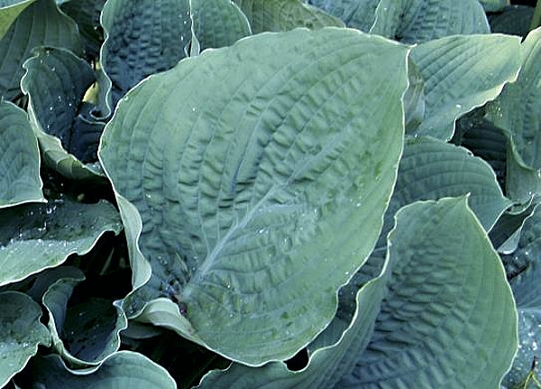 Ulysees S. Grant, Hosta