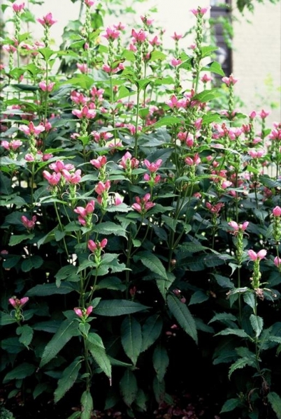 Chelone 'Hot Lips'