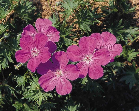 Geranium 'Vision Violet'
