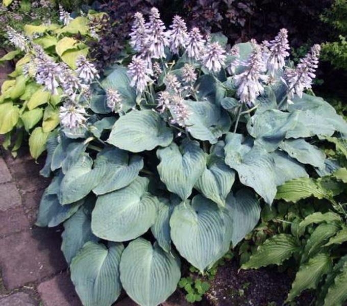 Blue Angel, Hosta