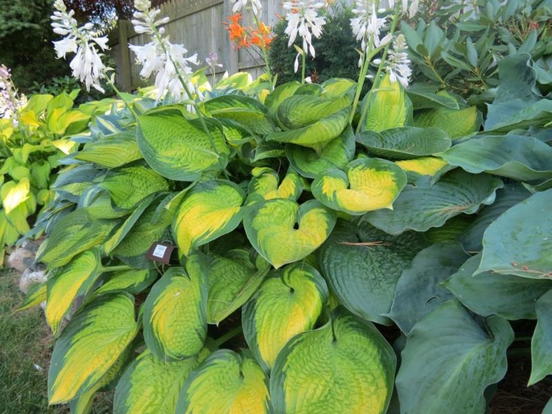 Paradigm, Hosta