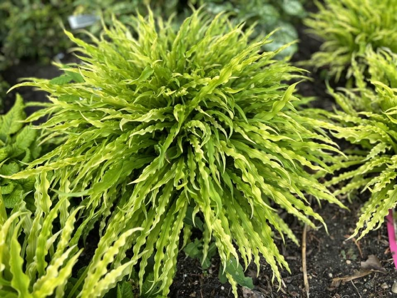 Party Streamers, Hosta