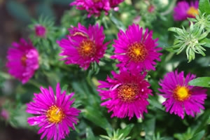 Perennials for Full Sun