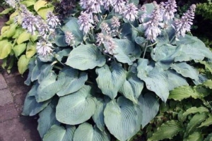 Our Great Selection of Hosta