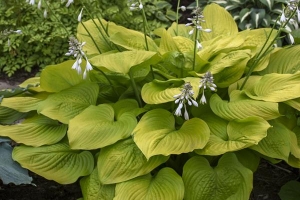 Our Great Selection of Hosta