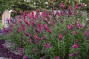 Buddleia 'Prince Charming'