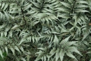 Fern Athyrium 'Godzilla'