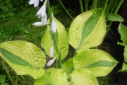 Velvet Moon, Hosta